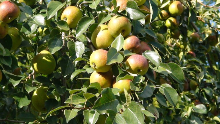 Saint Augustine and the Pear Tree – One Small Rose